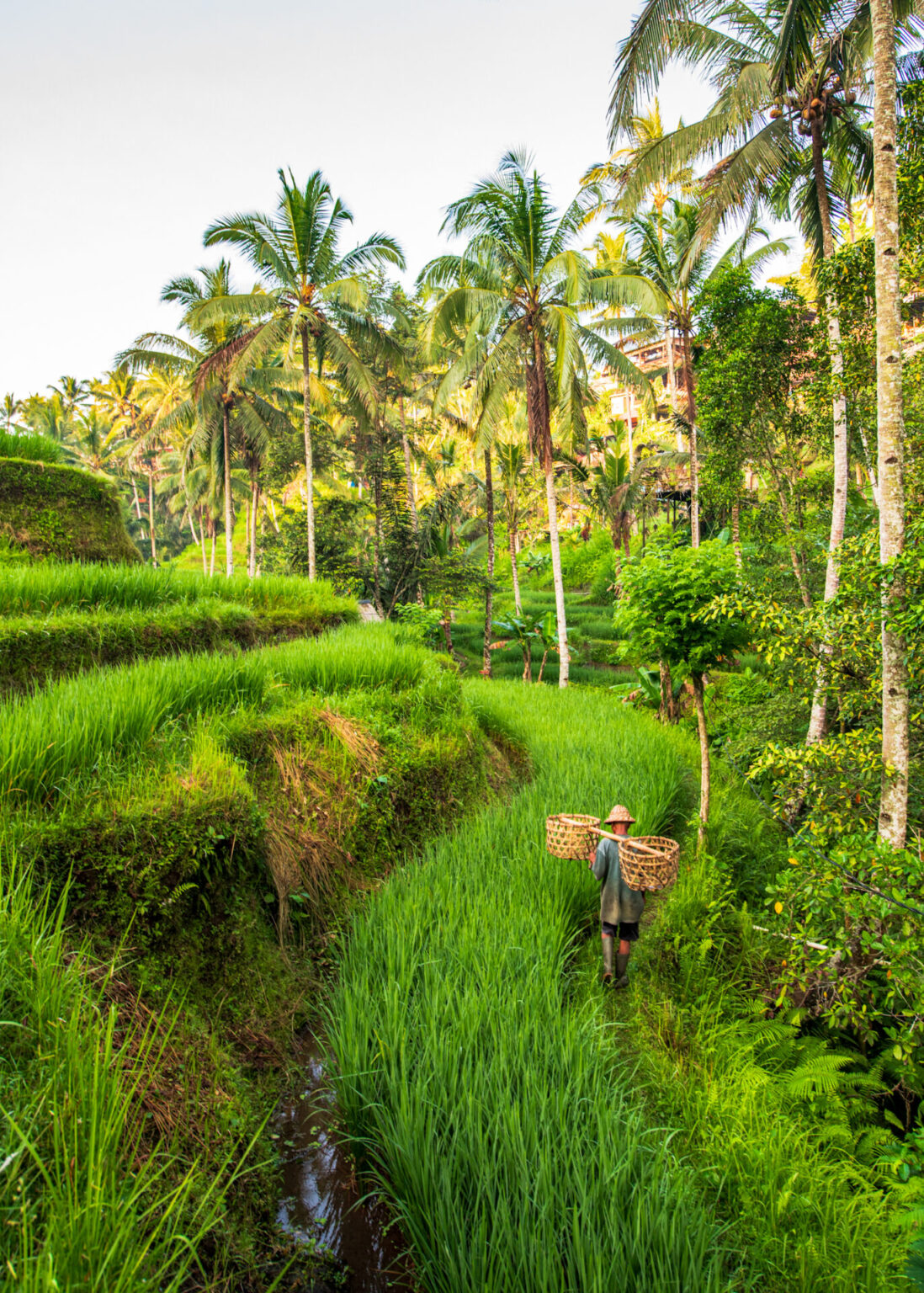 15 Best Photo Spots in Ubud, Bali + Photography Tips