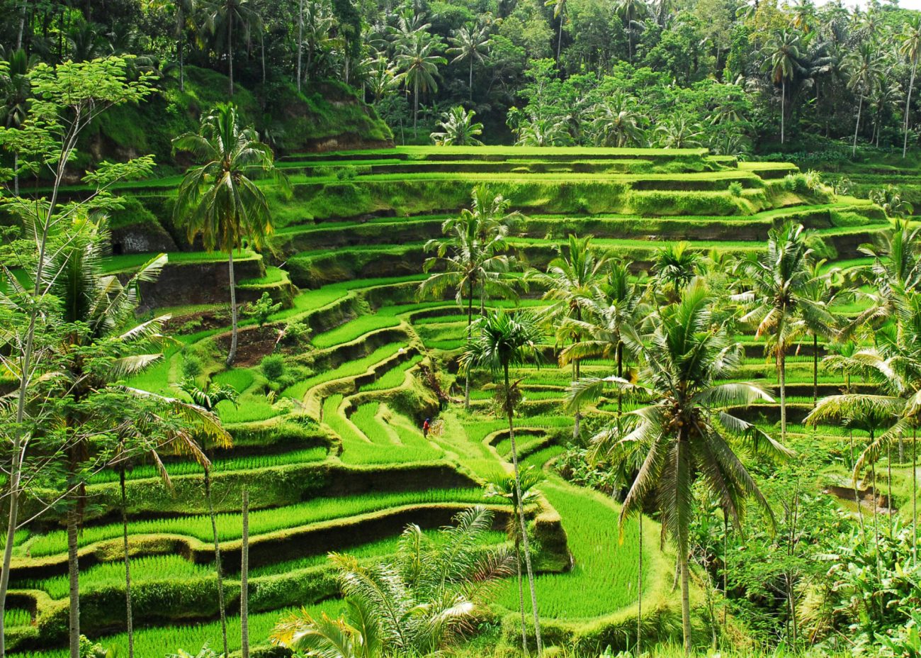 Ubud Travel Guide: Best Things to Do in Ubud